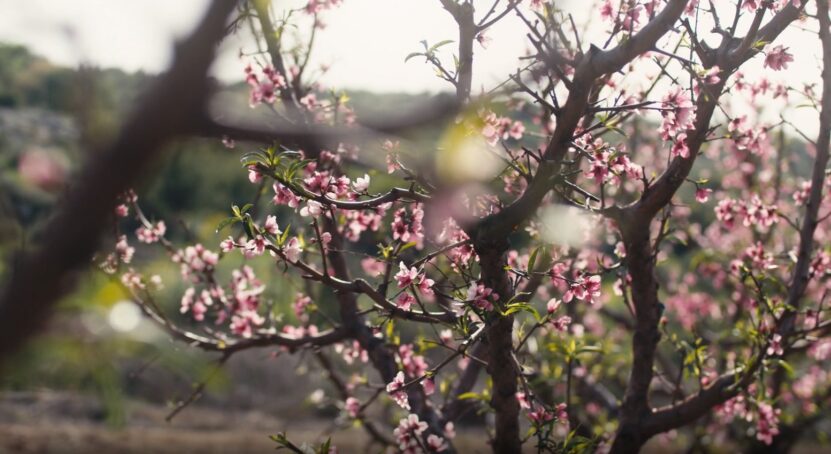 When Do Peach Trees Bloom? Nature's Calendar