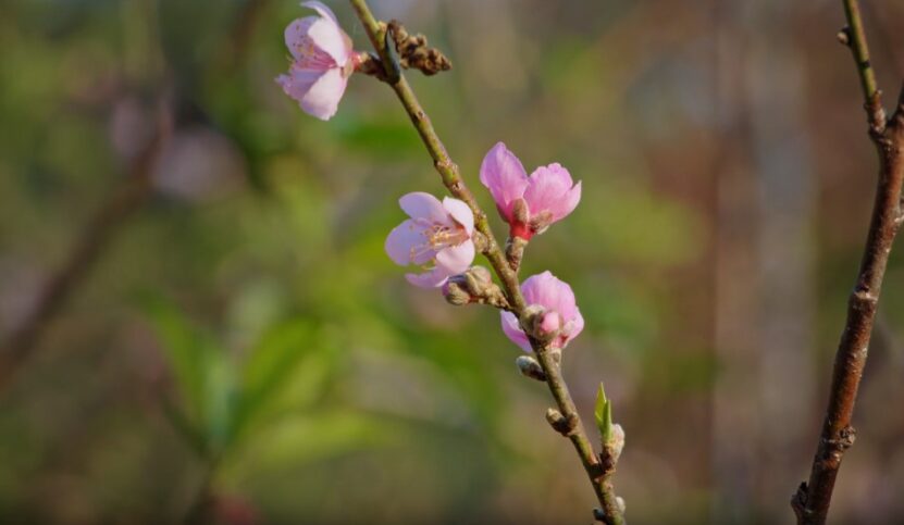 When Do Peach Trees Bloom? Nature's Calendar