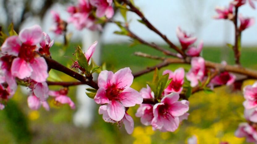 When Do Peach Trees Bloom? Nature's Calendar