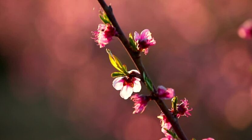 When Do Peach Trees Bloom? Nature's Calendar