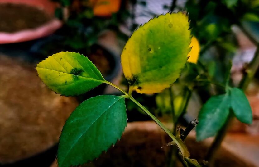 What to Do When You See Yellow Leaves on Roses: Effective Solutions for ...