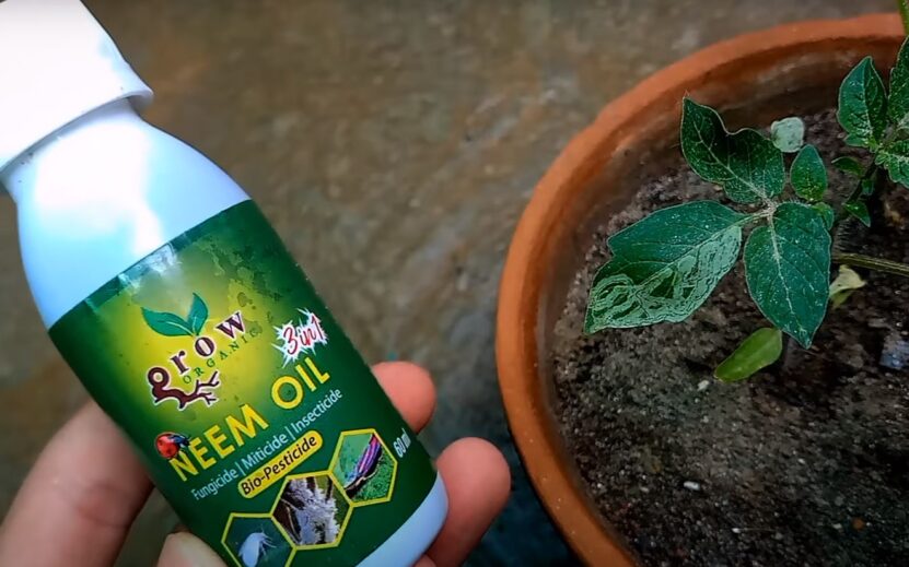 What to Do When You See Yellow Leaves on Roses: Effective Solutions for ...