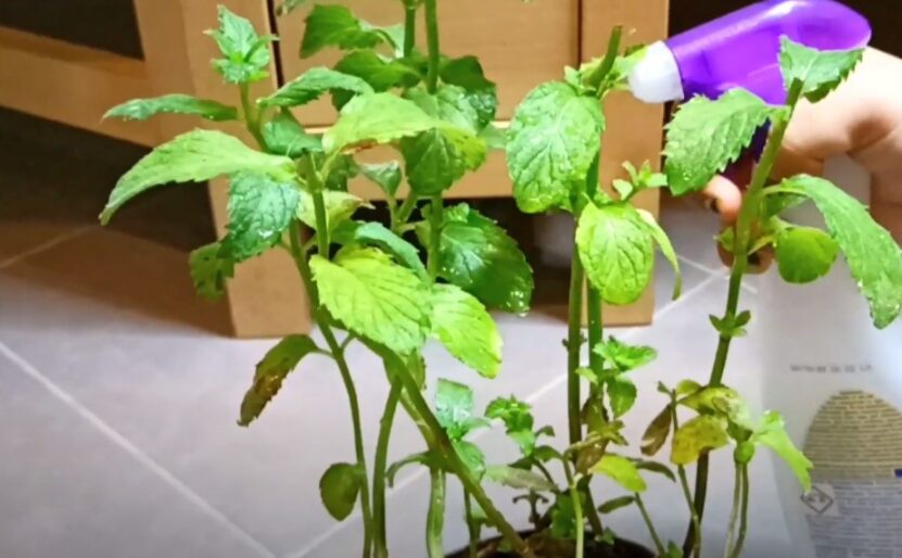 7 Causes for Mint Leaves Turning Yellow - Learn About the Common Culprits